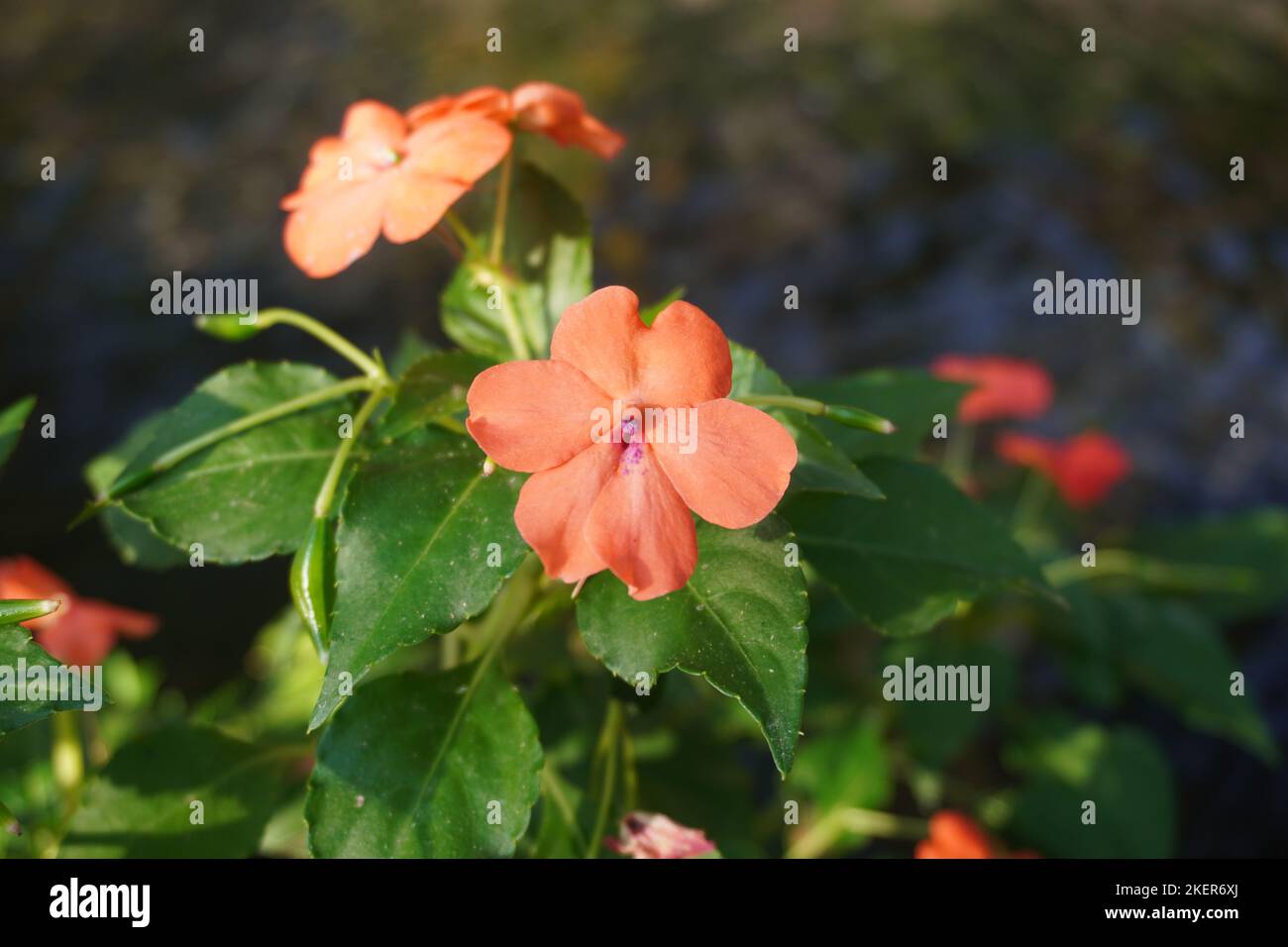 Variegated leaf geranium hi-res stock photography and images - Alamy