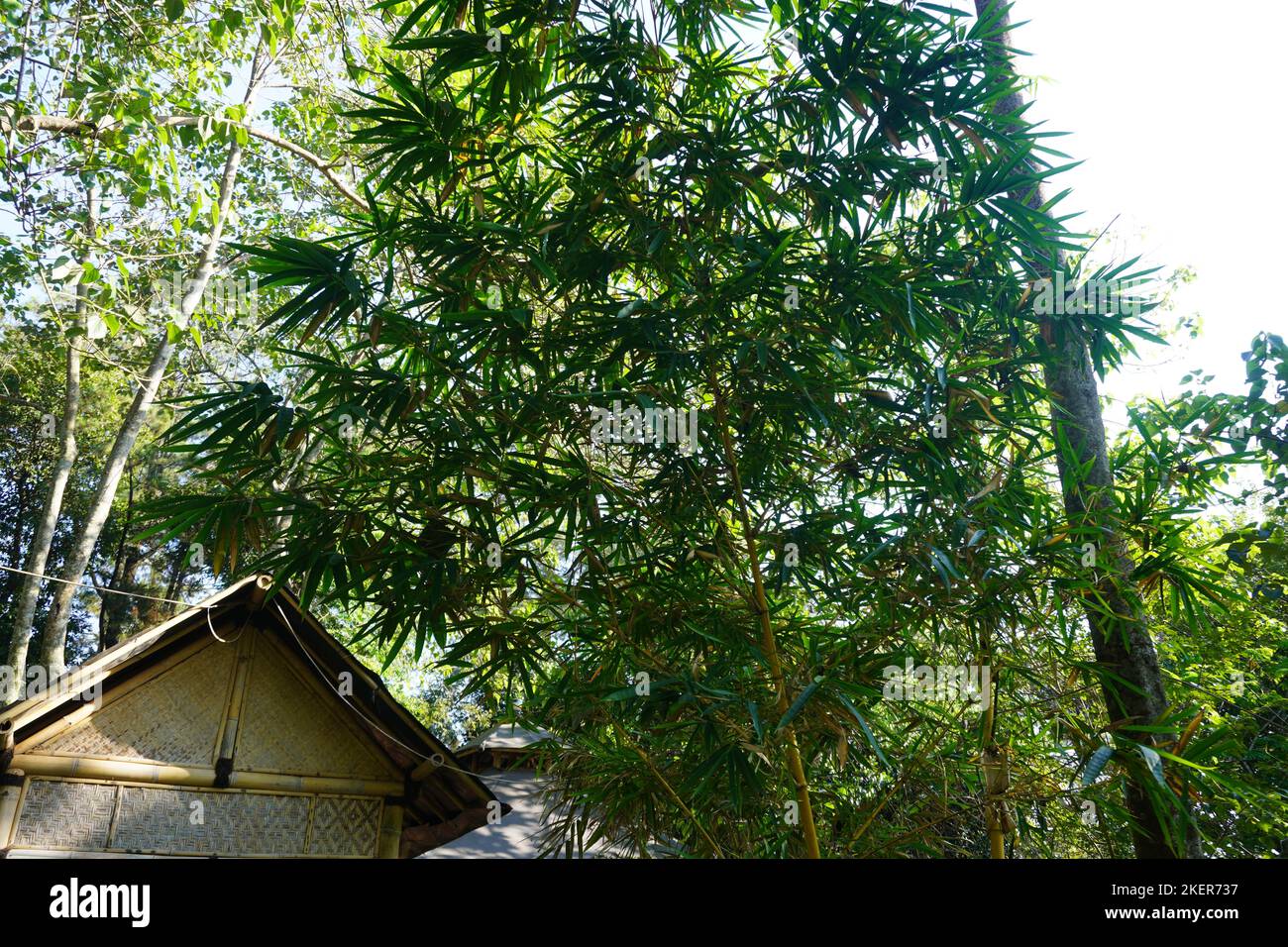 yellow bamboo tree in the garden Stock Photo - Alamy