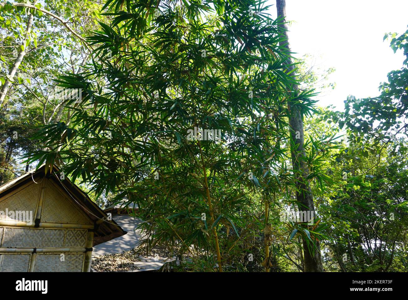 yellow bamboo tree in the garden Stock Photo - Alamy