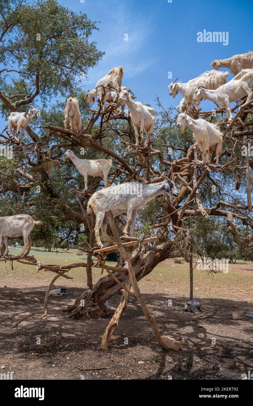 Argan trees and the goats in Morocco Stock Photo - Alamy