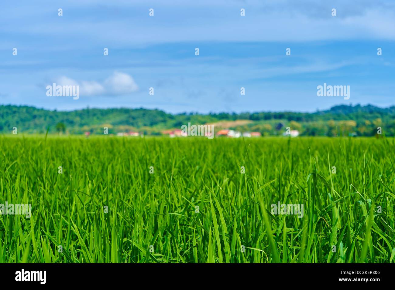 Impressive landscape green rice field with mountains in the background ...