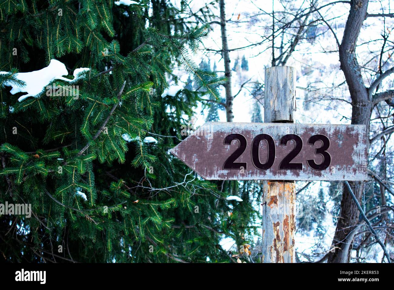 a wooden signpost in the forest on the background of a Christmas tree ...