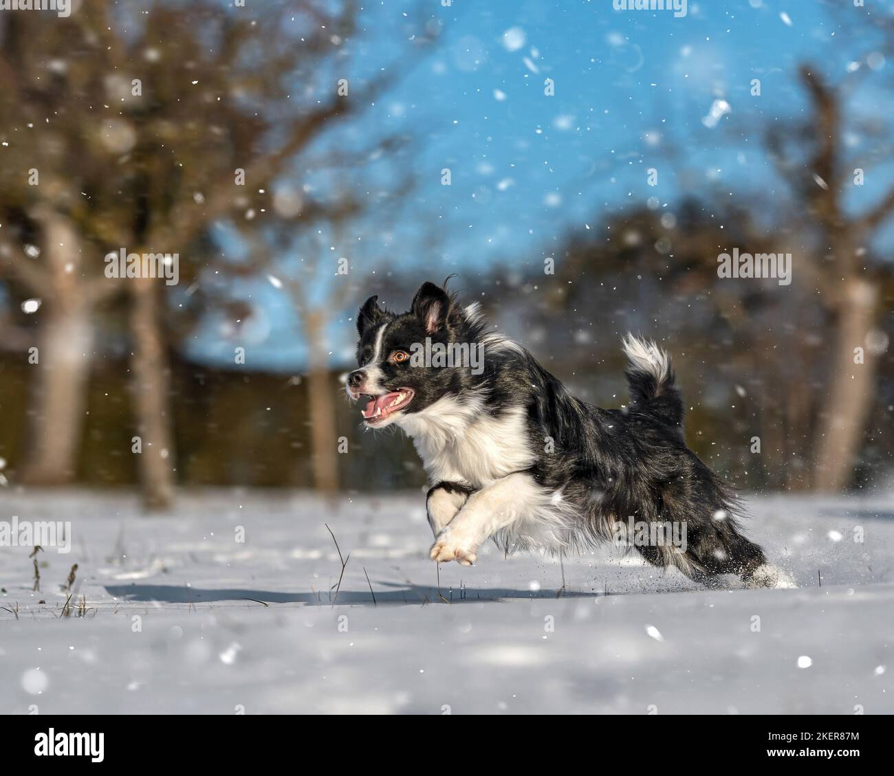 Australian Shepherd in the snow Stock Photo - Alamy