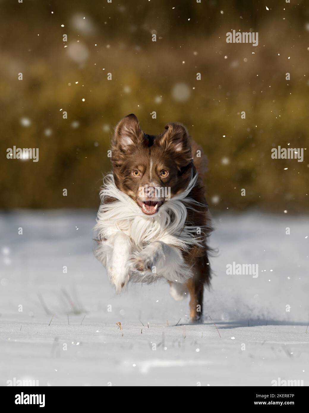 Miniature Australian Shepherd in the snow Stock Photo - Alamy