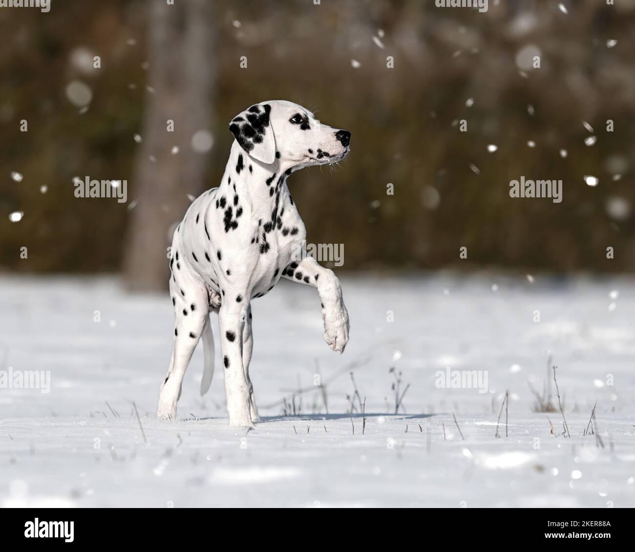 Standing young dalmatian hi-res stock photography and images - Alamy