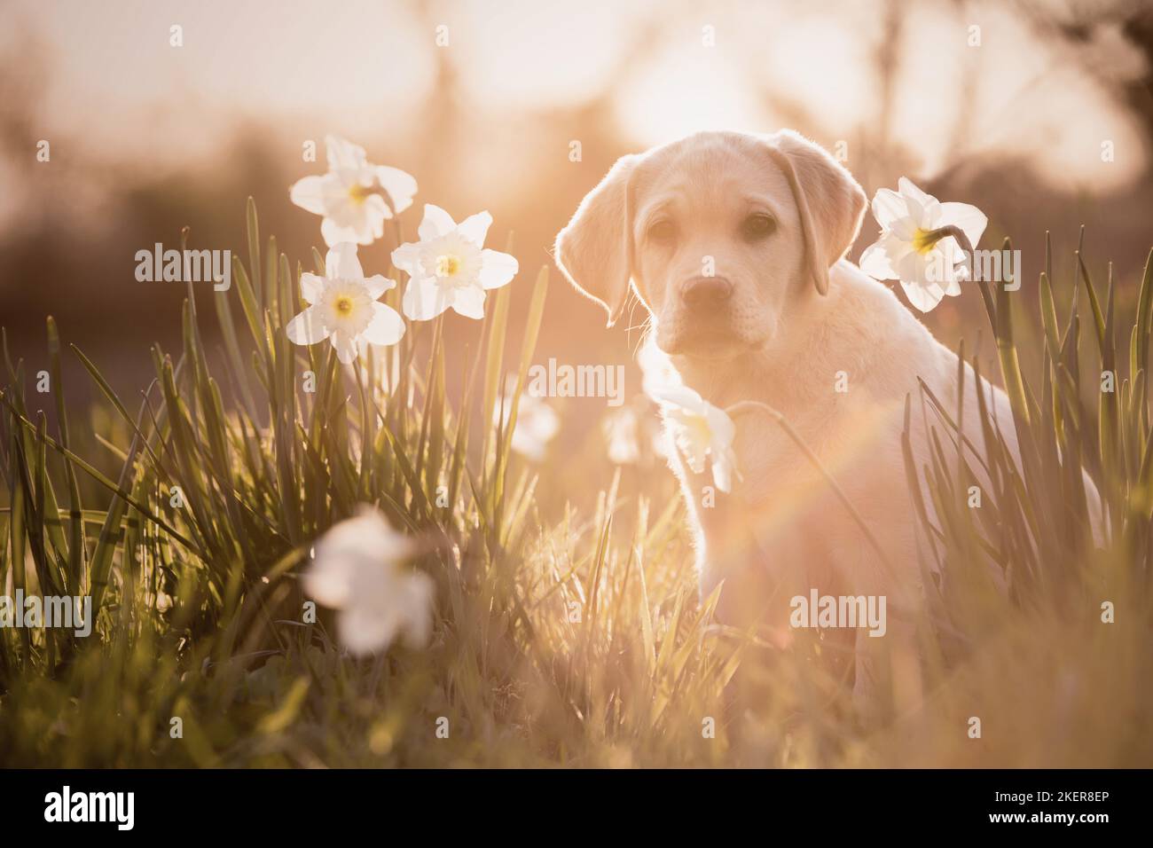 Labrador Retriever Puppy Stock Photo - Alamy