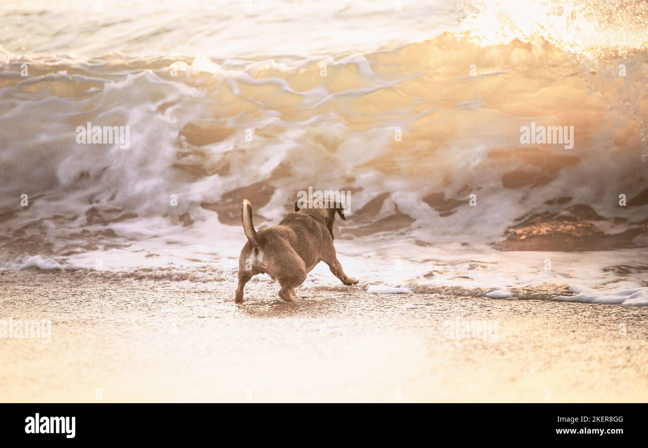 mongrel in the water Stock Photo - Alamy
