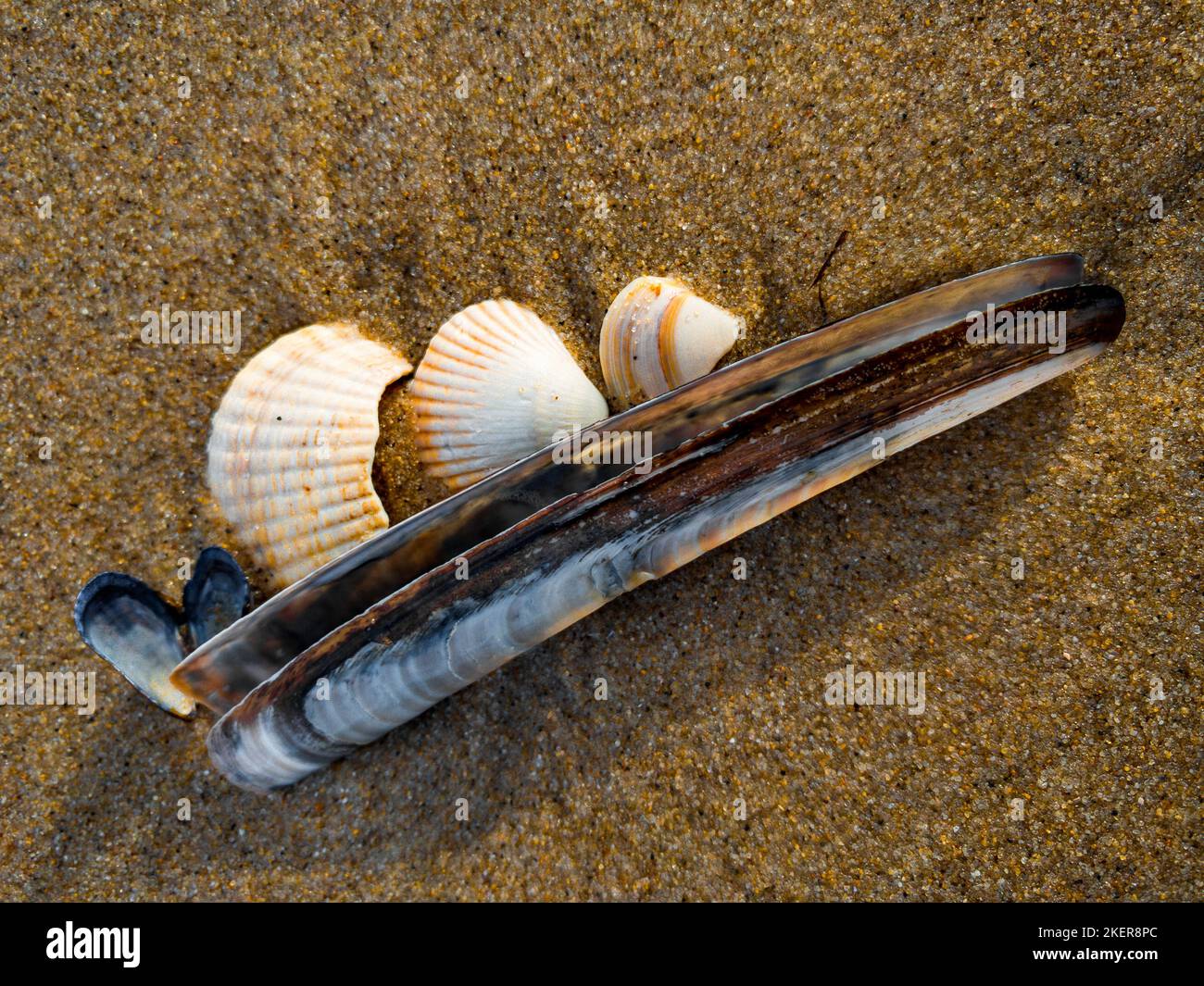 Close-Up Of Sea Shell Lying On Sand Stock Photo - Alamy