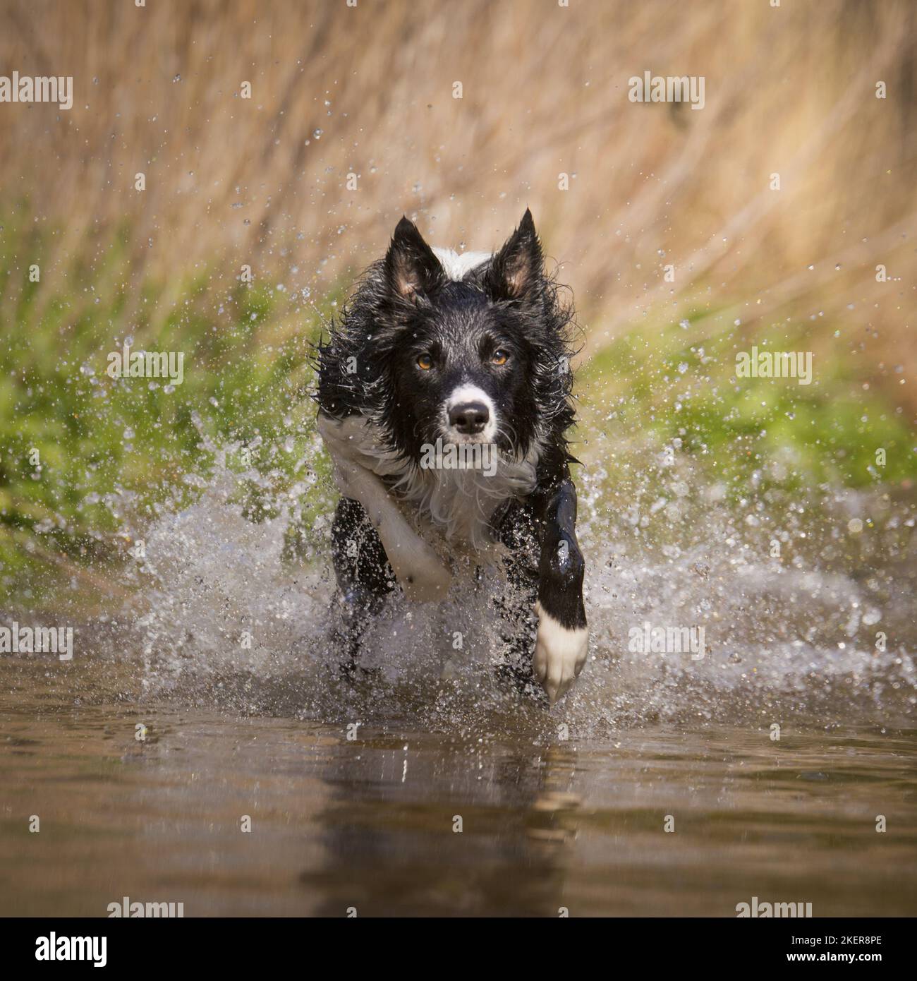 Border Collie in water Stock Photo - Alamy