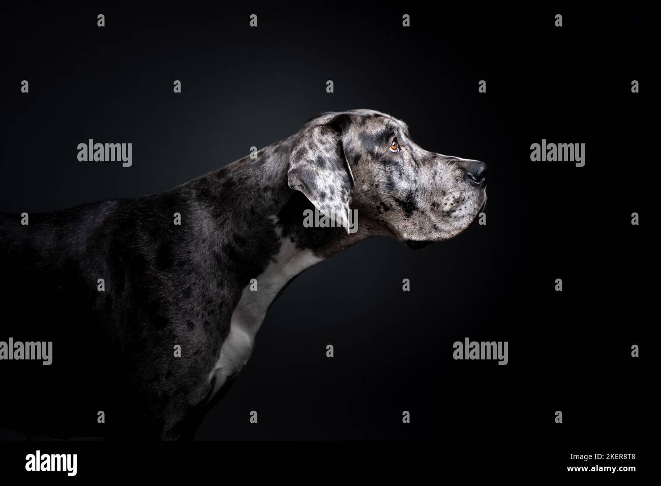 Great Dane Portrait Stock Photo - Alamy