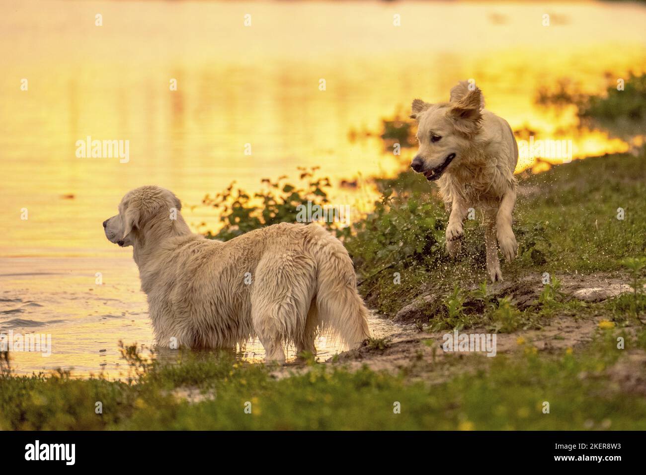 Two golden retrievers standing hi-res stock photography and images - Alamy