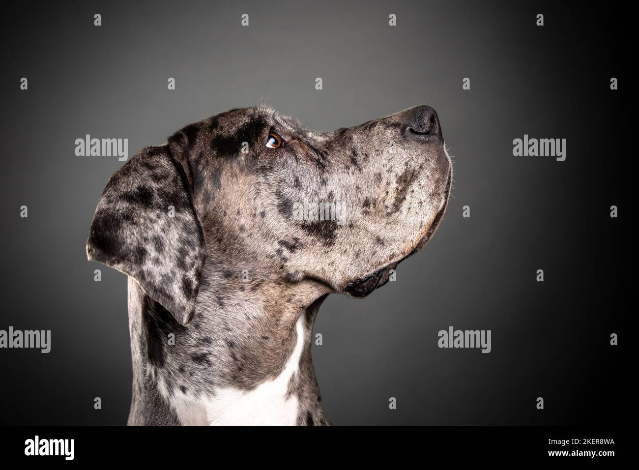 Great Dane Portrait Stock Photo - Alamy
