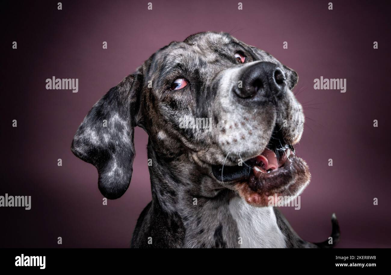 Great Dane Portrait Stock Photo - Alamy