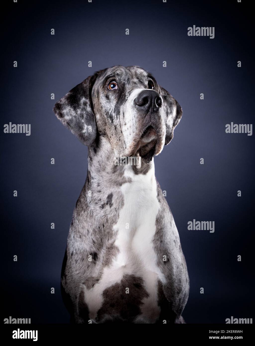 Great Dane Portrait Stock Photo - Alamy