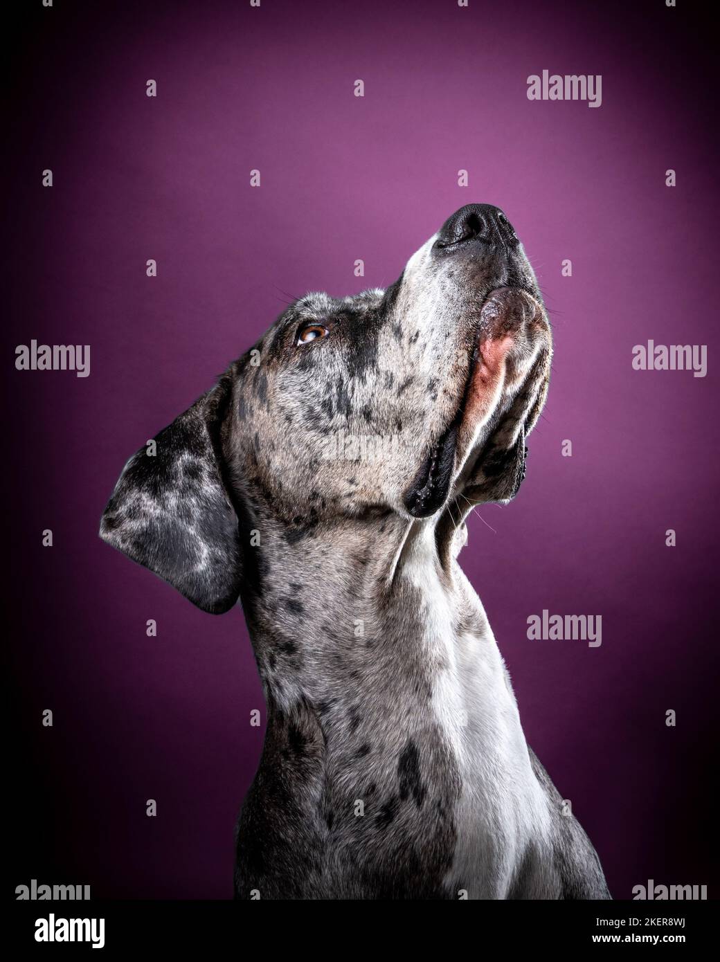 Great Dane Portrait Stock Photo - Alamy