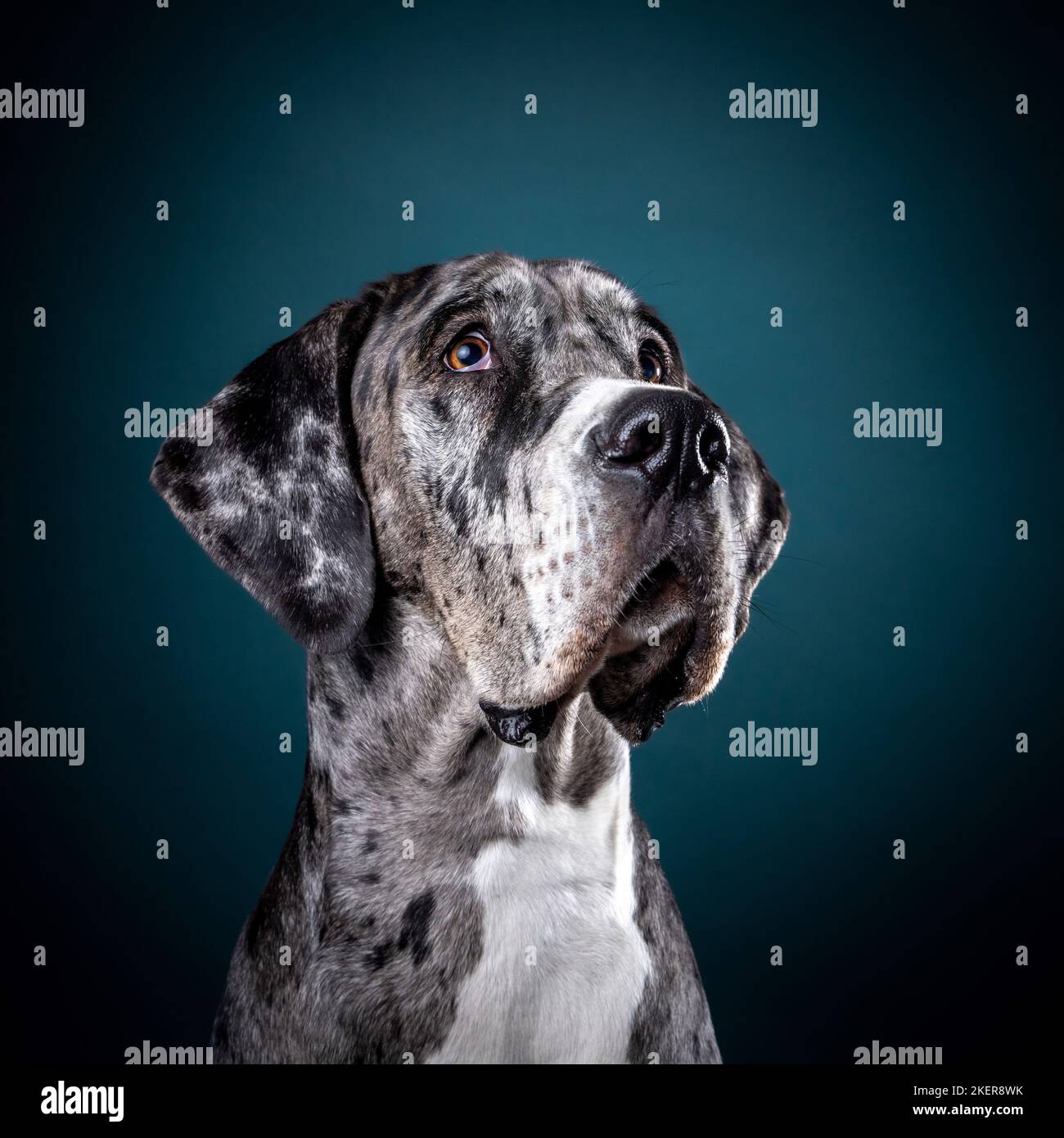 Great Dane Portrait Stock Photo - Alamy