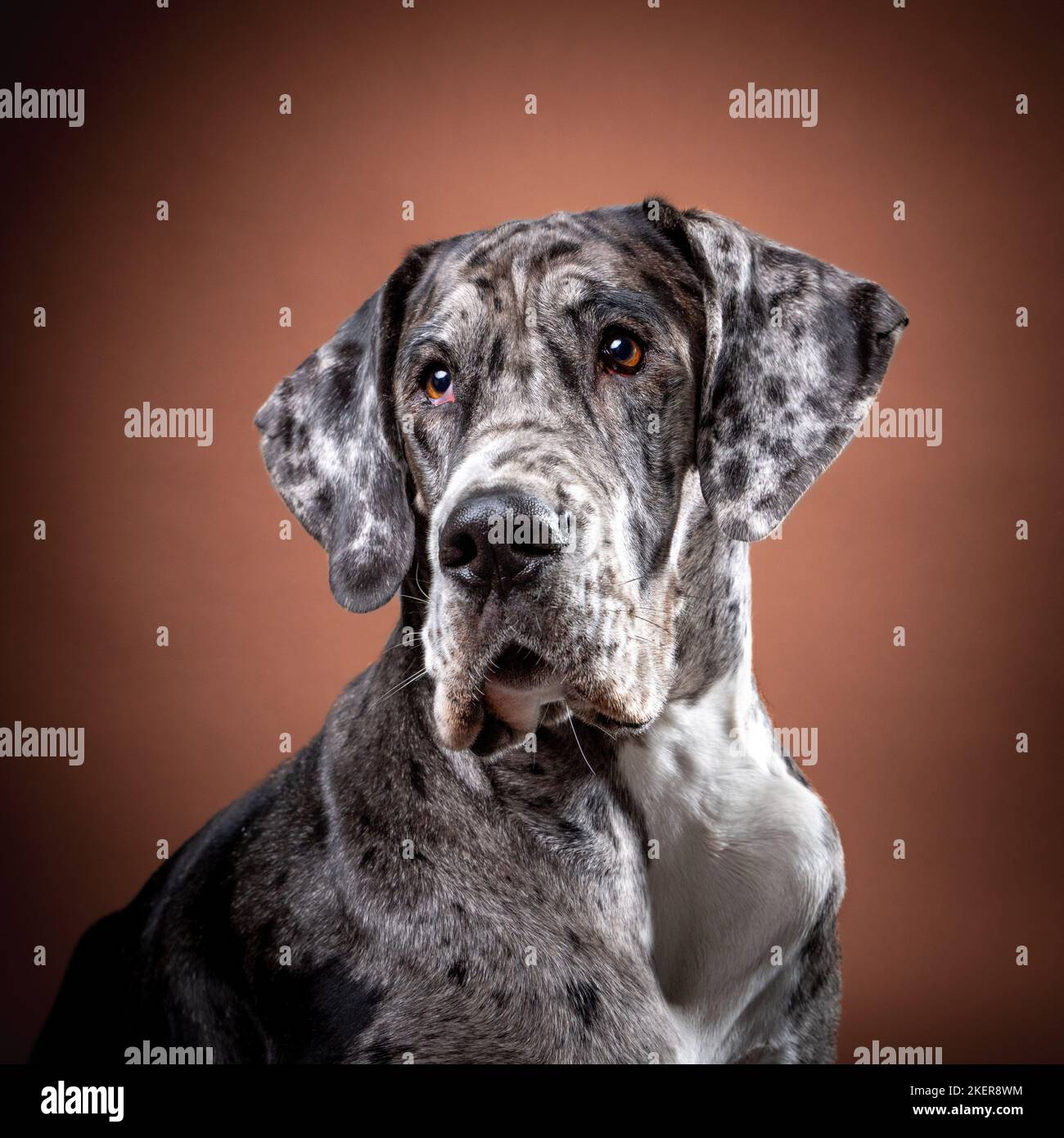 Great Dane Portrait Stock Photo - Alamy