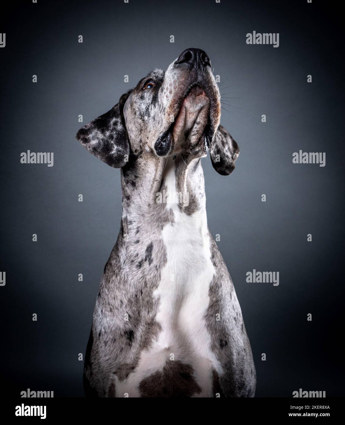 Great Dane Portrait Stock Photo - Alamy