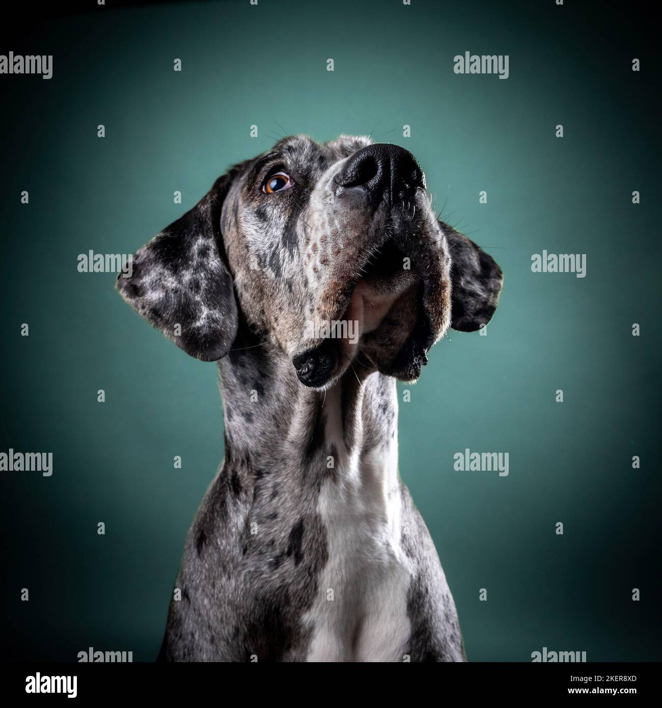Great Dane Portrait Stock Photo - Alamy