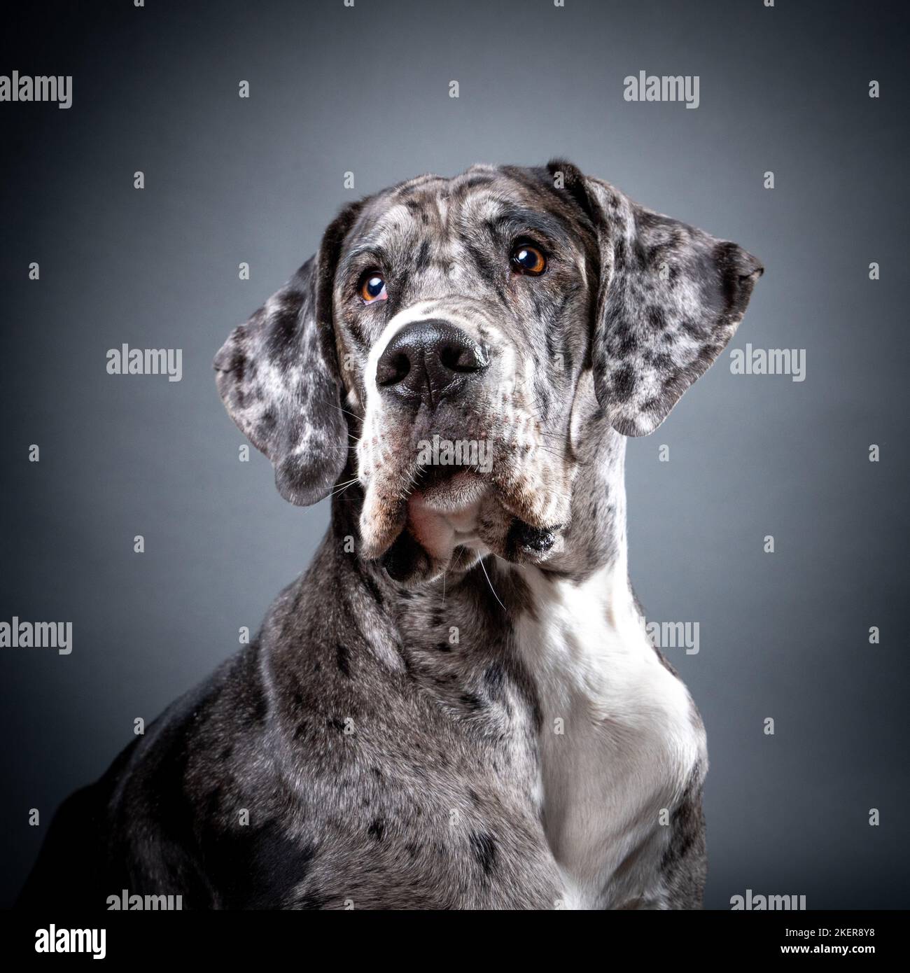 Great Dane Portrait Stock Photo - Alamy