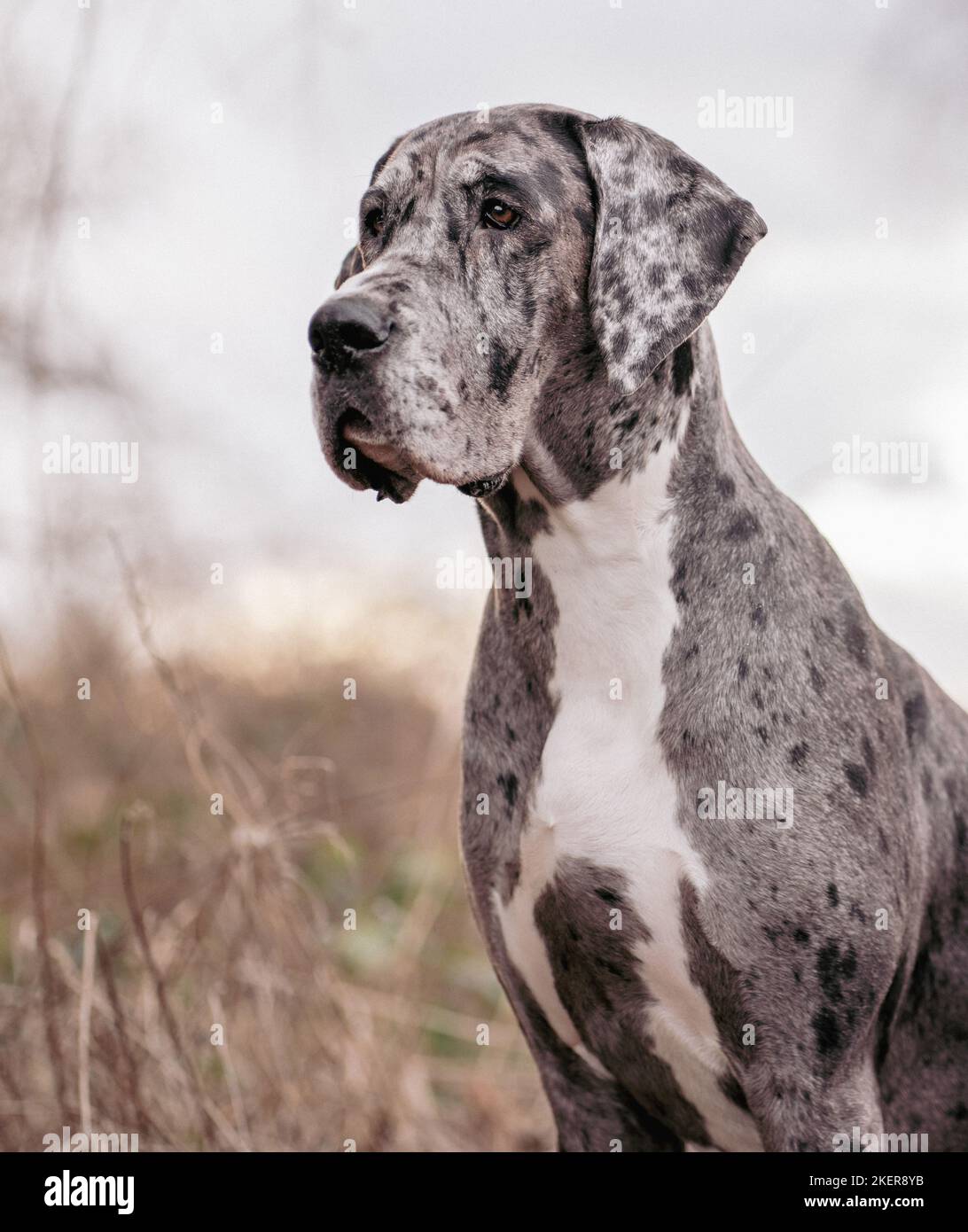 Great Dane Portrait Stock Photo - Alamy