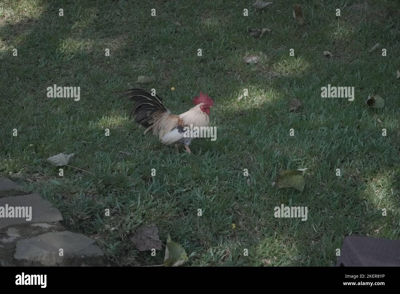 Bantam rooster crows while walking in the garden. chicken poultry farm ...
