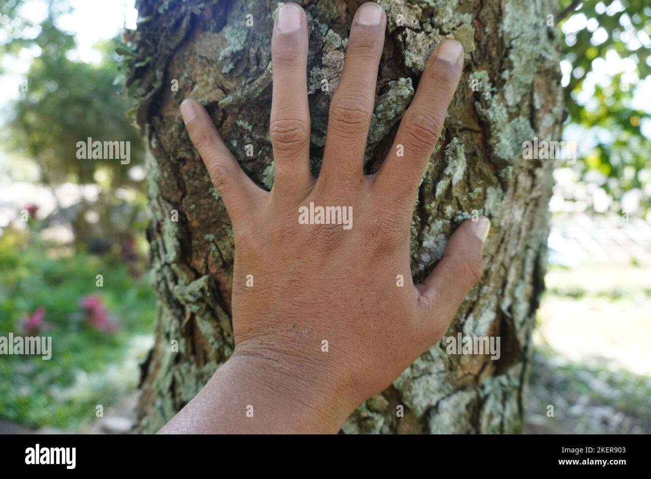 Close up hands measuring the diameter of the trunk of a tree in the ...