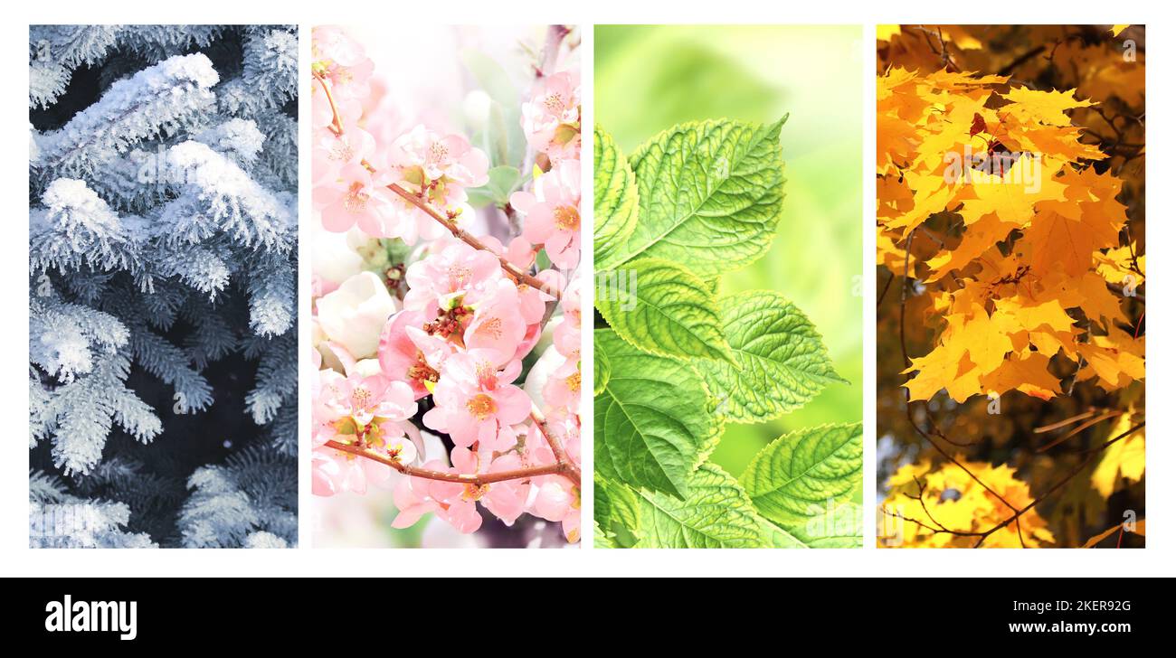 Four seasons of year. Set of vertical nature banners with winter, spring, summer and autumn ...