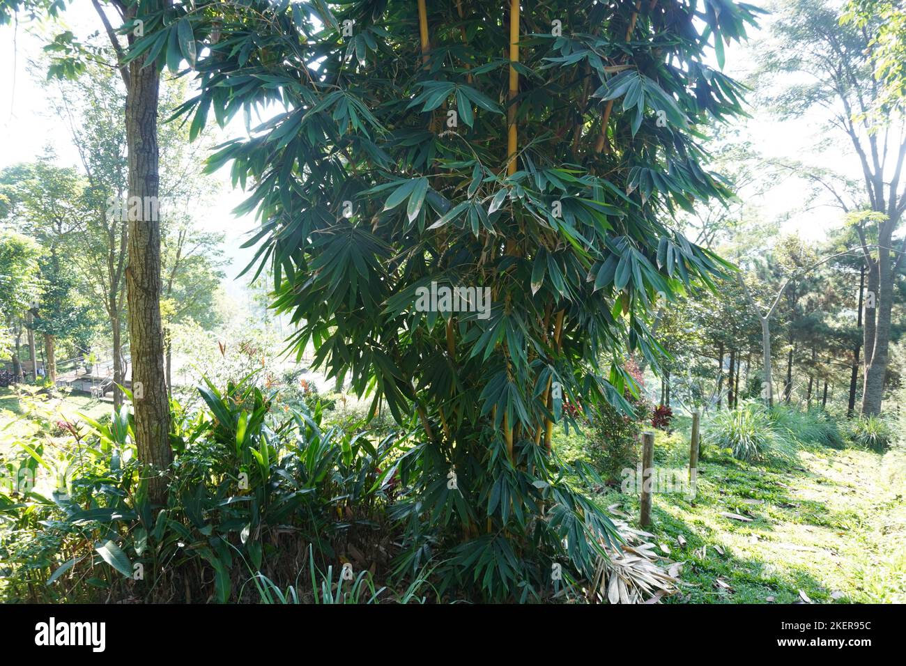 Huge and high yellow tropical bamboo tree in the park Stock Photo - Alamy