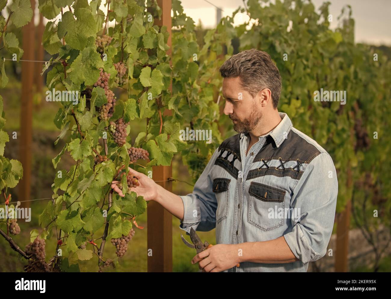 winemaker cut grapes with gardening scissors, gardening Stock Photo - Alamy