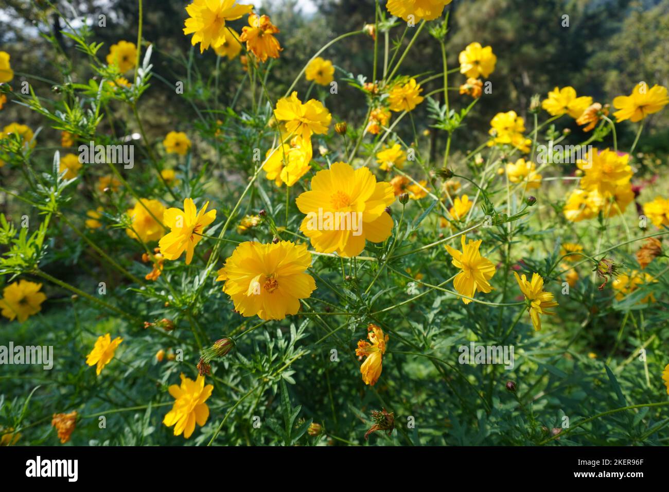 Close up beautiful Tropical flowers yellow daisy Coreopsis in the park ...