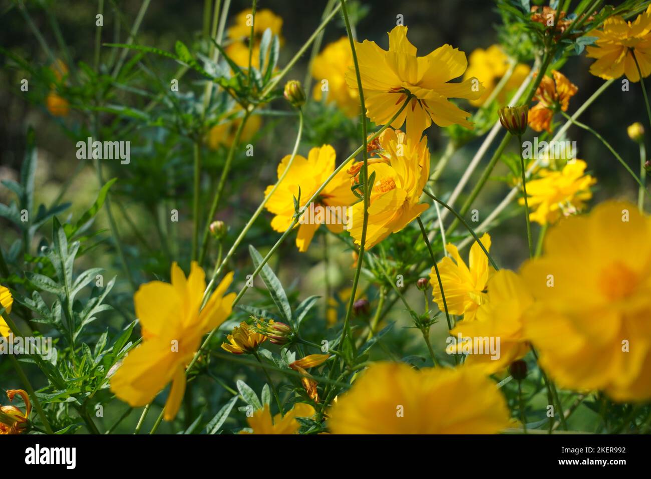 Close up beautiful Tropical flowers yellow daisy Coreopsis in the park ...