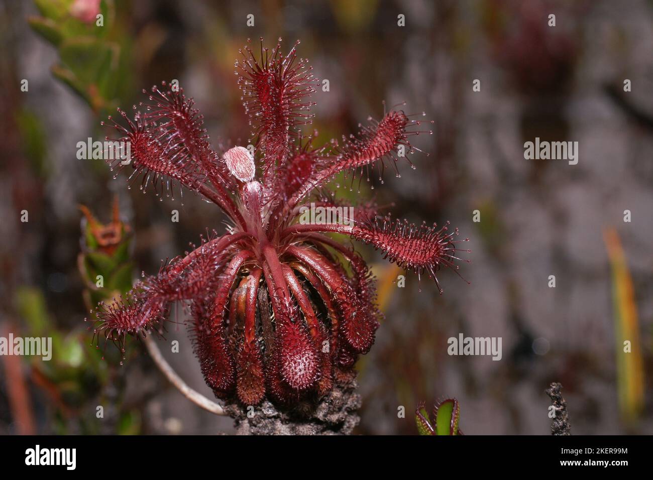 Drosera roraimae, carnivorous sundew in natural wetland habitat, Amuri ...