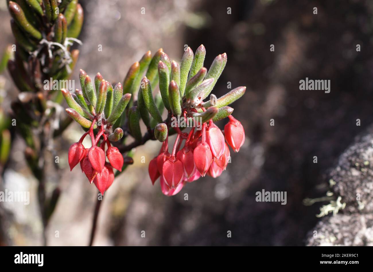 Tepuia tatei hi-res stock photography and images - Alamy
