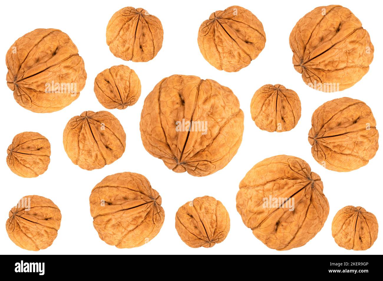 Walnut on the white background. Close up shot of whole walnut isolated ...