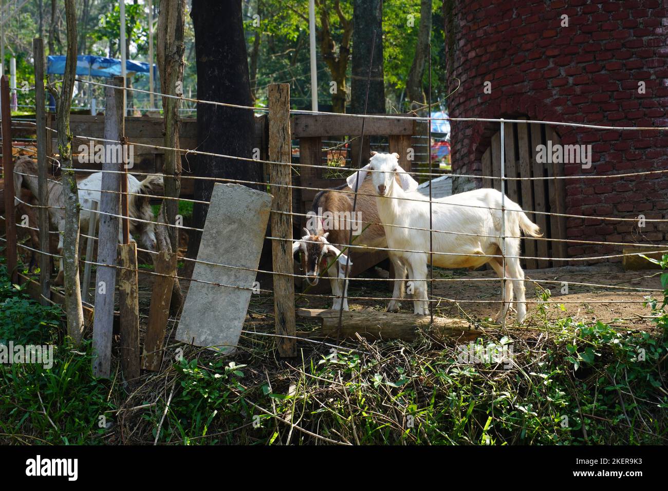 close up cute horned white goat on the farm is waiting for food Stock ...