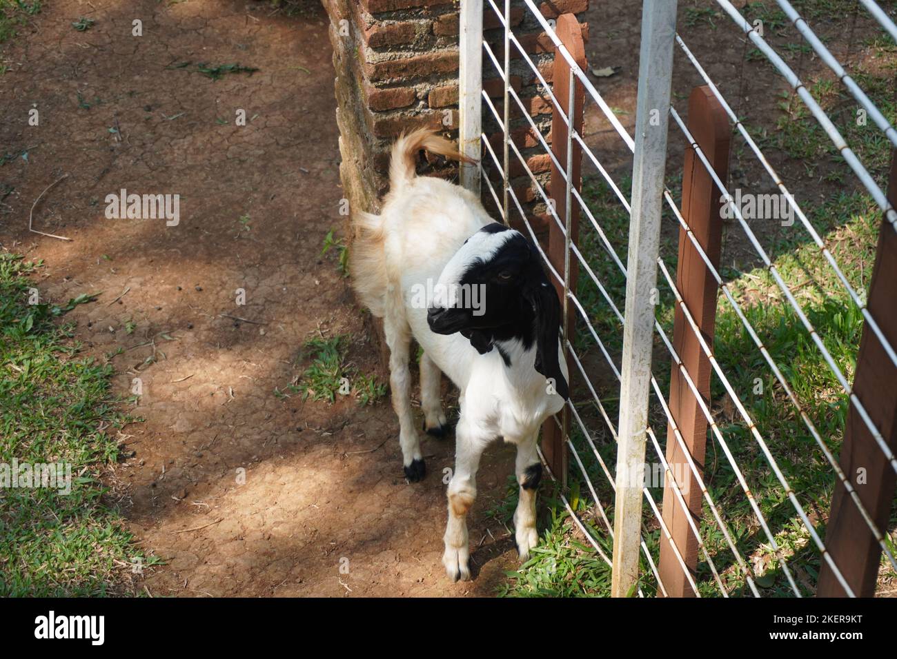 close up cute horned white goat on the farm is waiting for food Stock ...