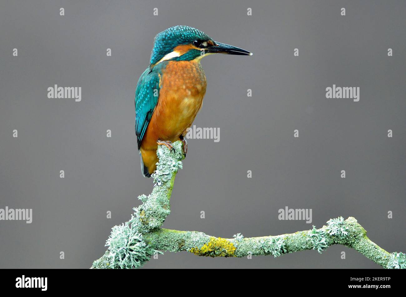 Kingfisher UK with a nice clean background Stock Photo - Alamy