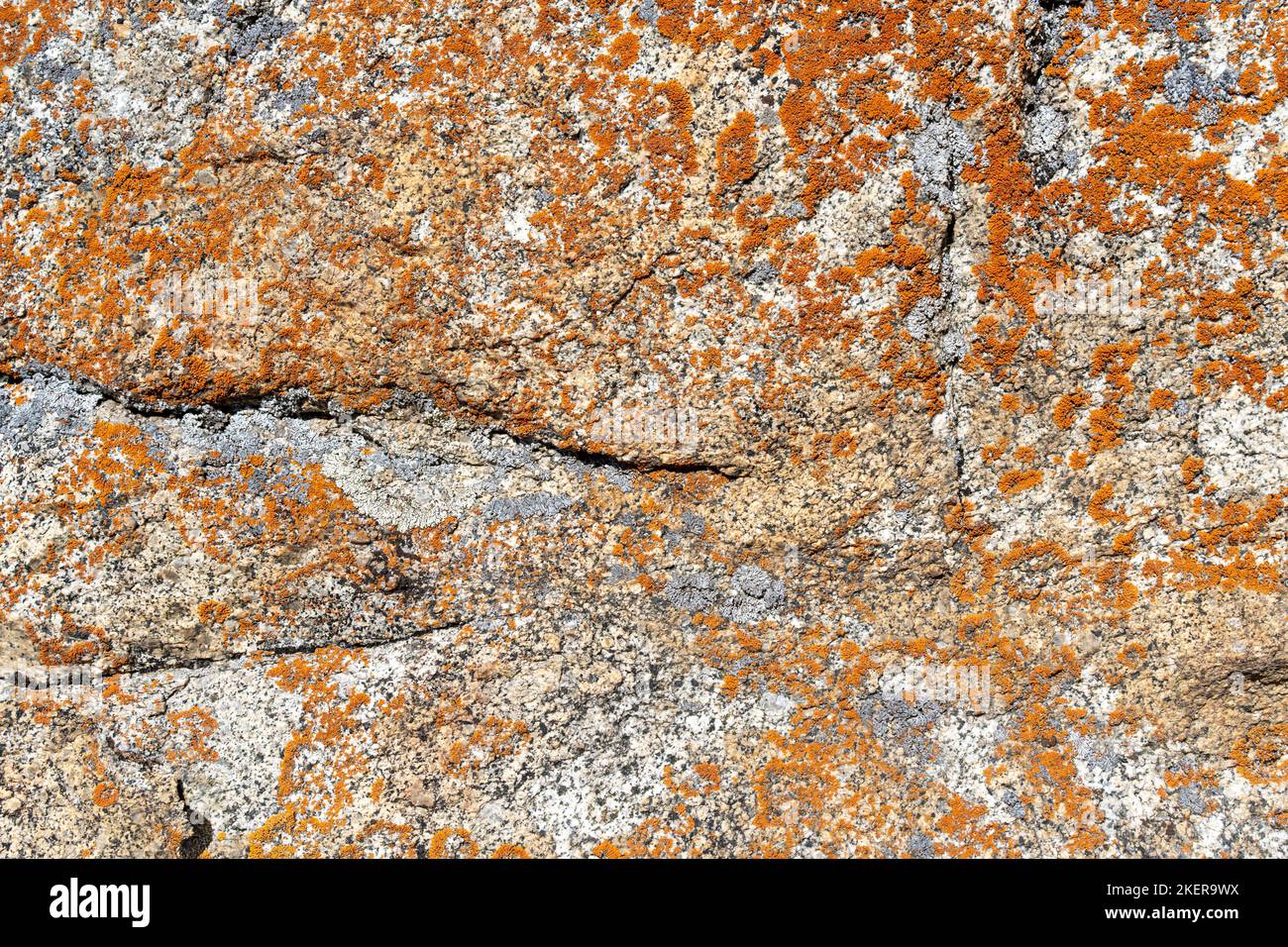 Cracked rock texture with orange and black lichen growing on it. Rift ...