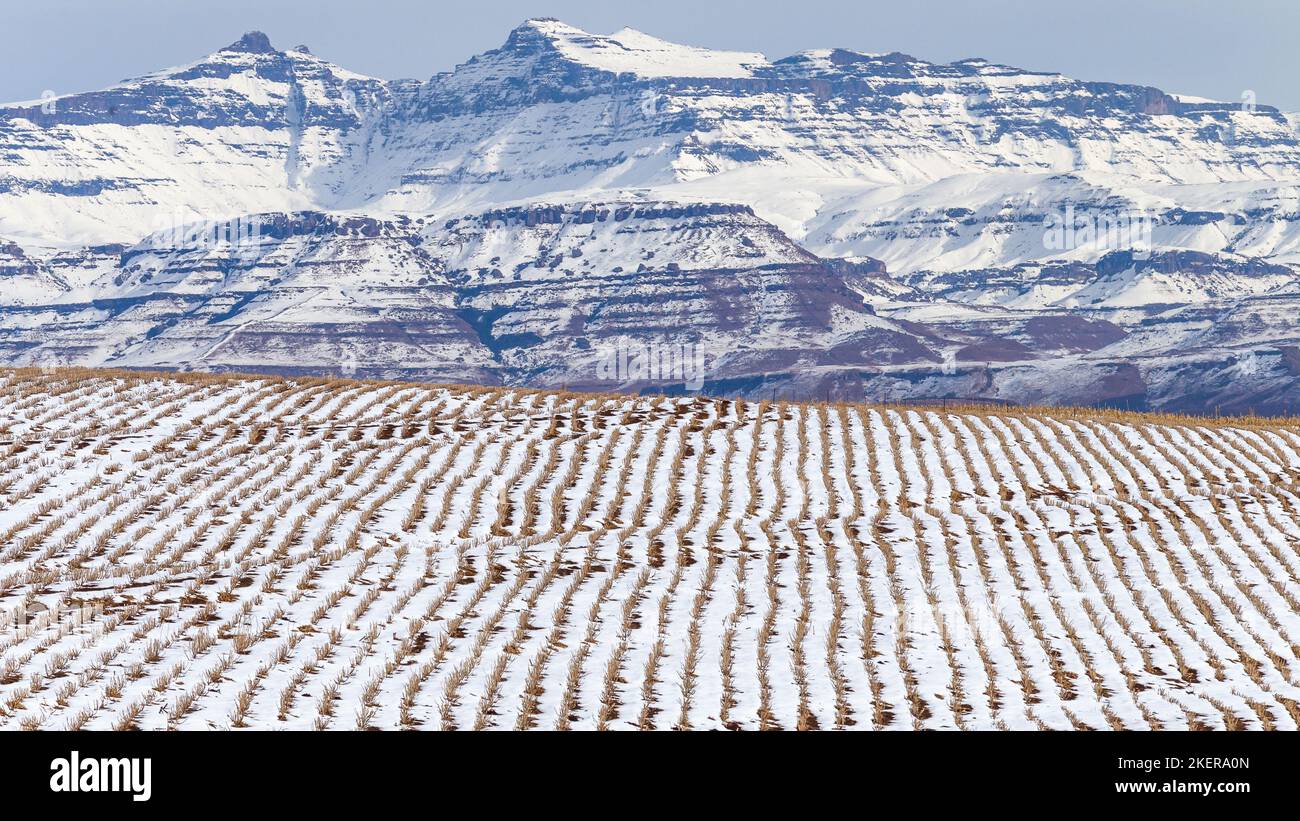 Farm field harvested maize corn crop stubs exposed on snow covered ...