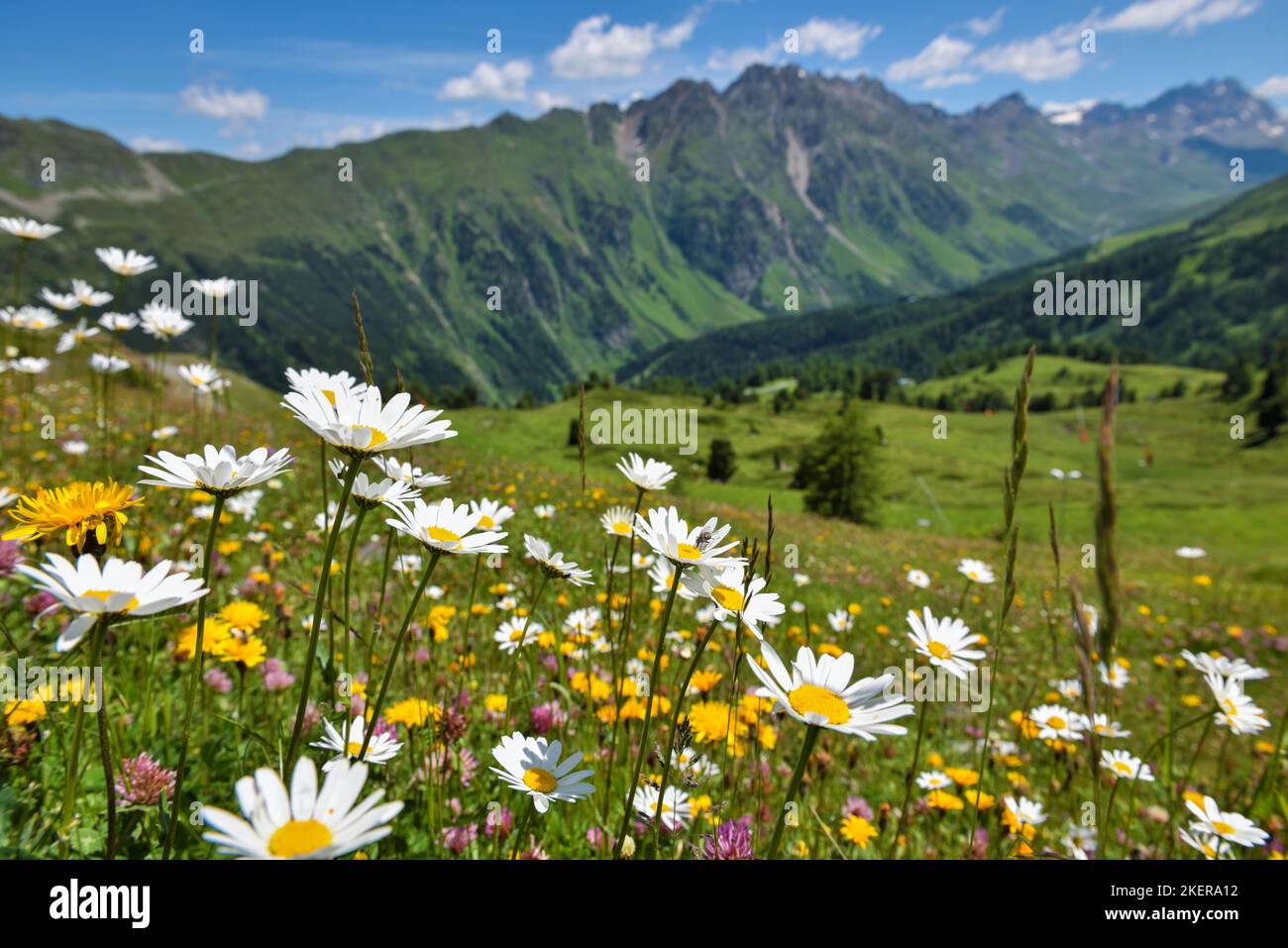 Beautiful flowering alpine meadows in the background mountains and sky ...