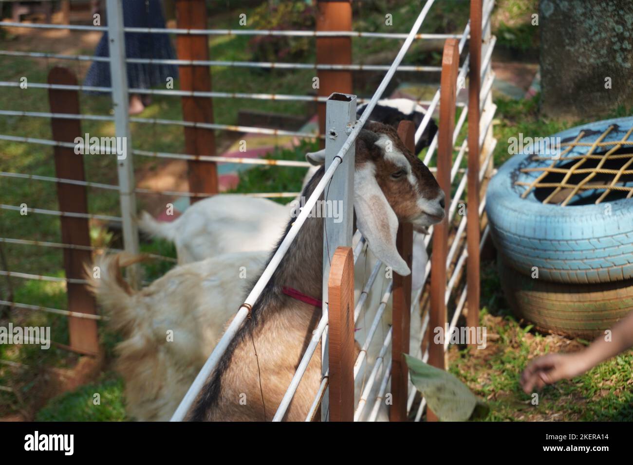 close up cute horned white goat on the farm is waiting for food Stock ...