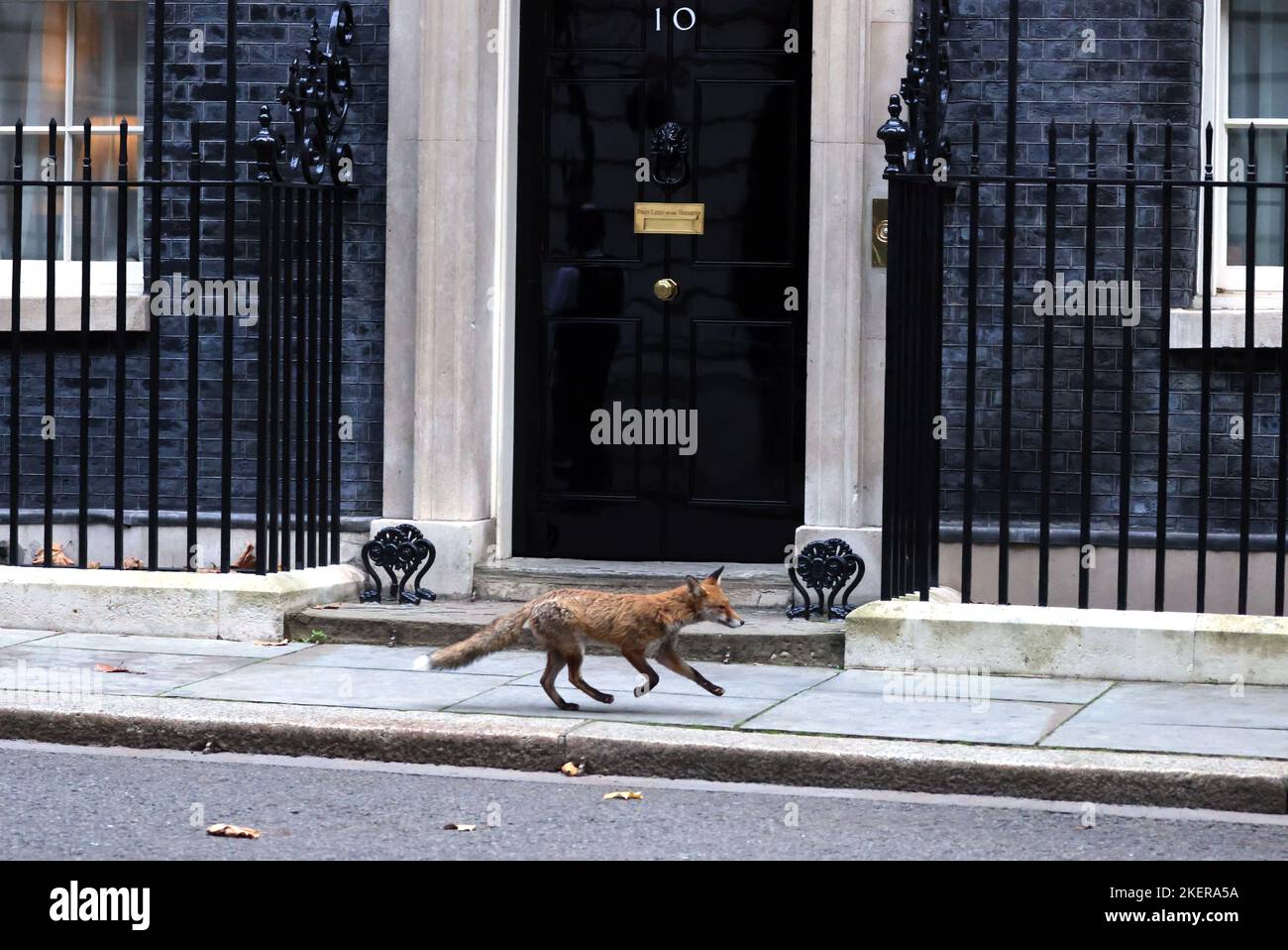 London, UK. 13th Nov, 2022. A fox runs past Number 10 Downing Street ...