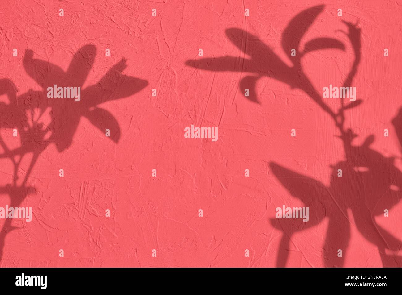 Shadow of lily flowers on pink concrete wall texture background Stock ...