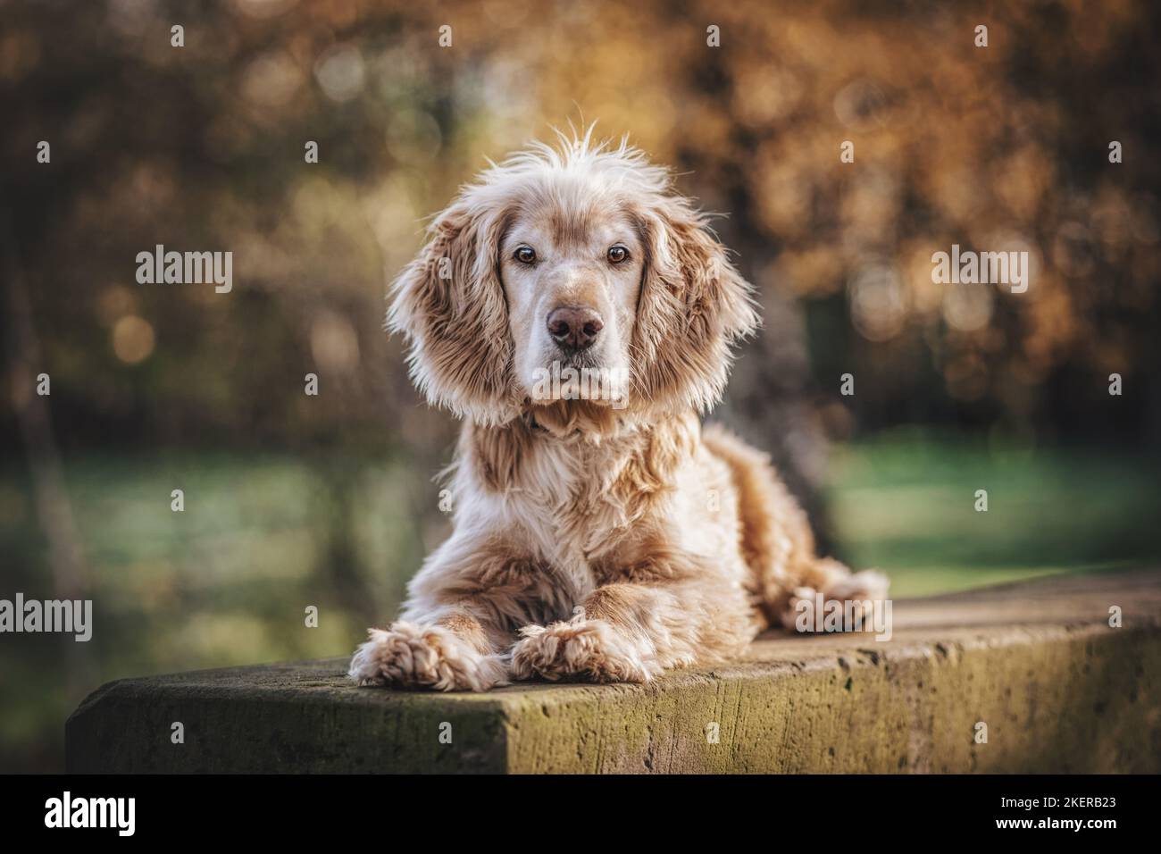 Half breed cocker spaniel hi-res stock photography and images - Alamy