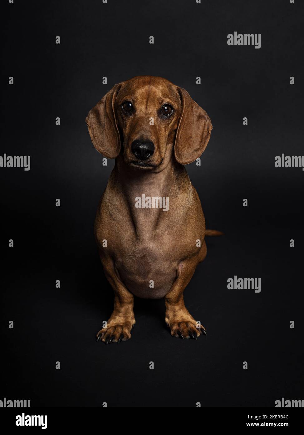 Small black dachshund stands hi-res stock photography and images - Alamy