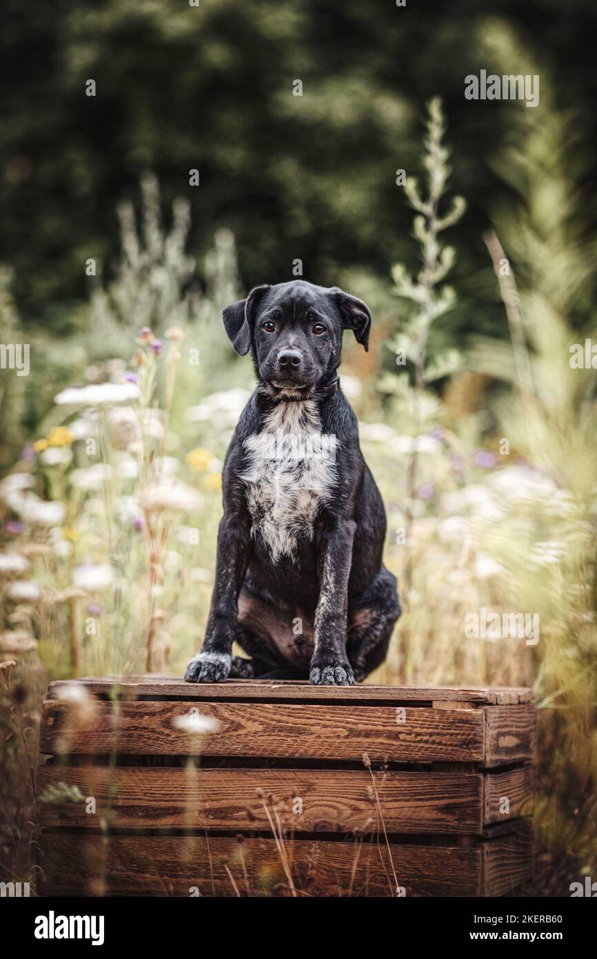 Jack russell terrier labrador retriever hi-res stock photography and ...
