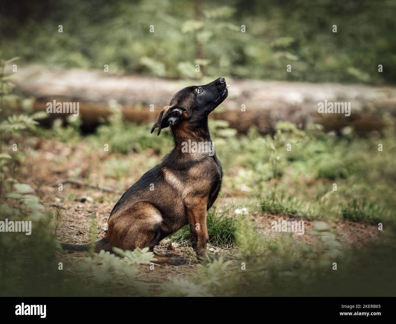 Belgian malinois sitting tongue out hi-res stock photography and images ...