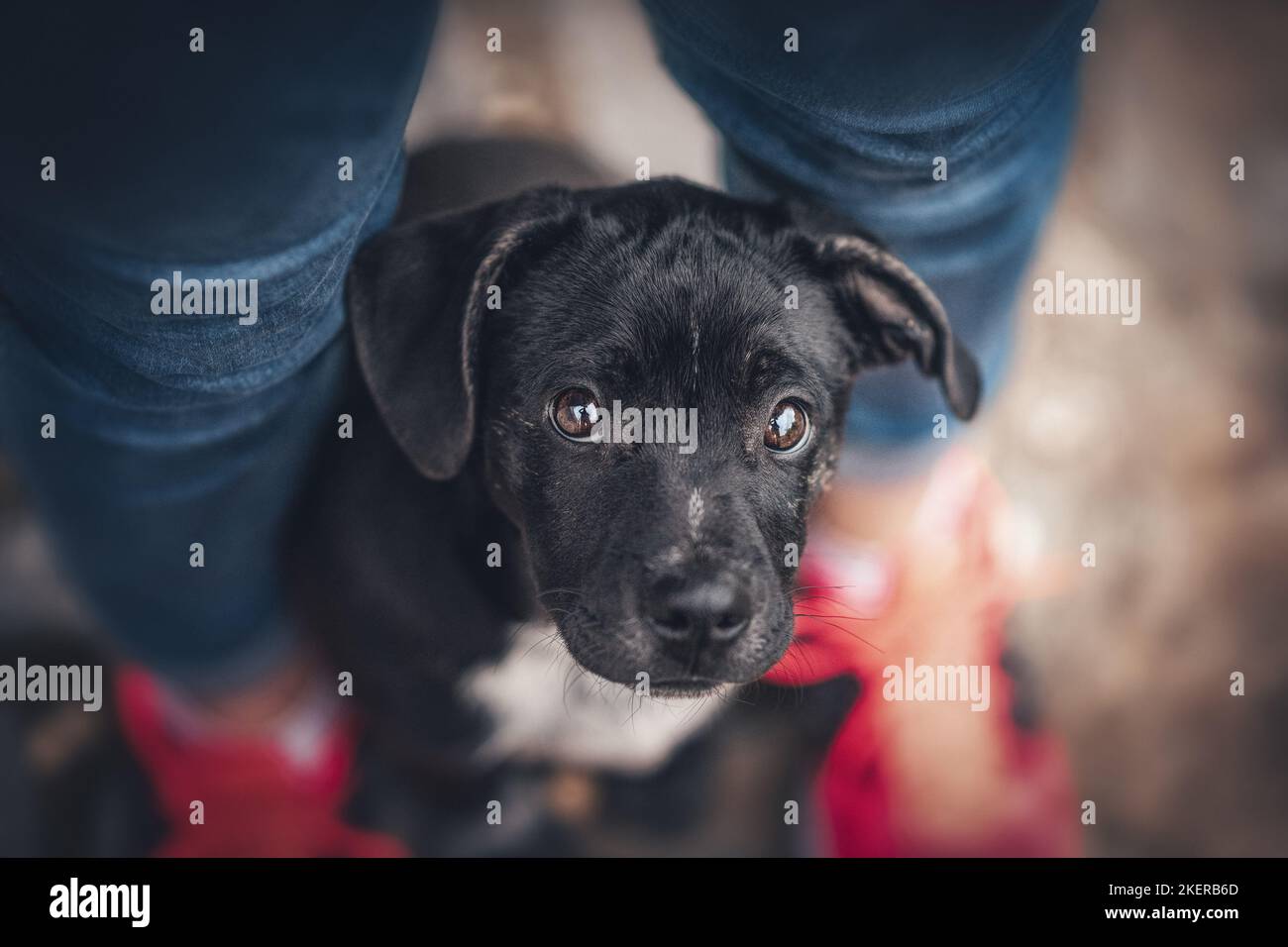 human with Labrador-Retriever-Jack-Russell-Terrier-Mongrel Puppy Stock ...