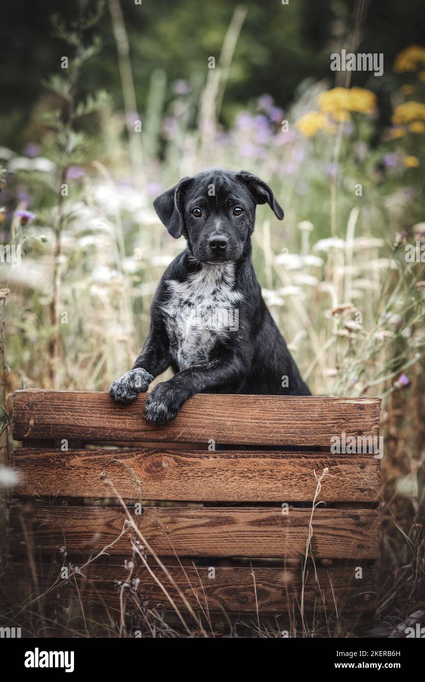 Jack russell terrier labrador retriever hi-res stock photography and ...